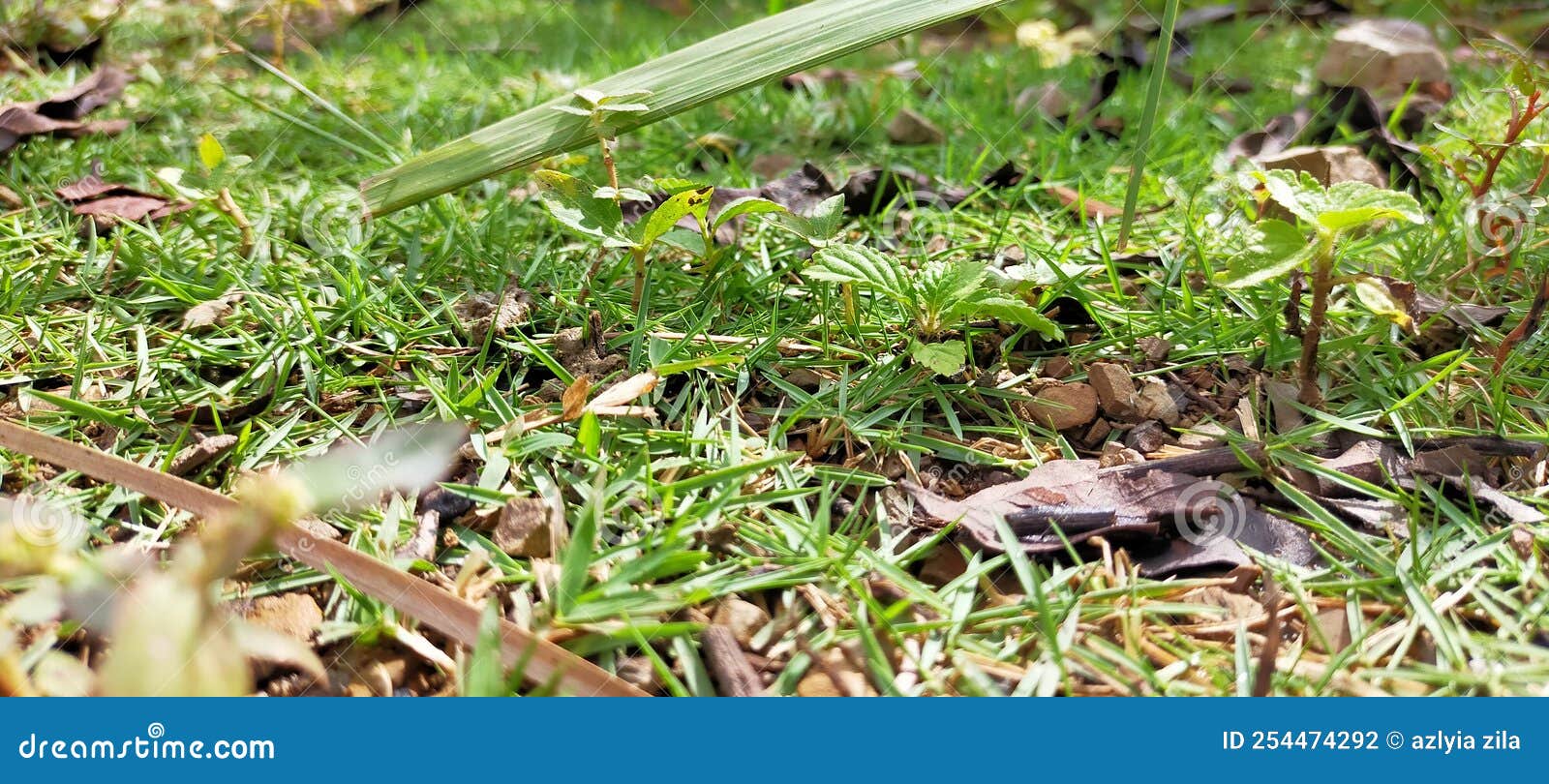 Green grass in nature Open stock photo. Image of reptile - 254474292