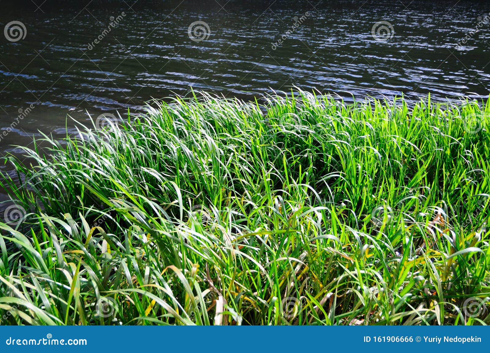 Green grass near a river stock photo. Image of graphic - 161906666