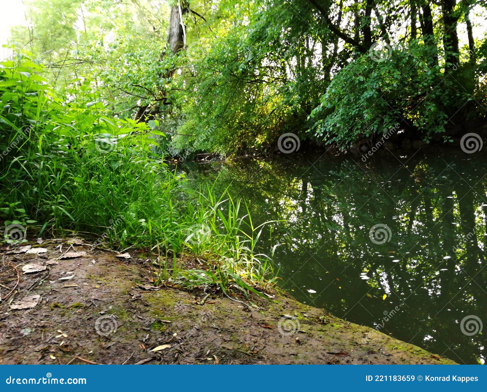 Green Grass Near River with Much Plants Stock Image - Image of jungle ...