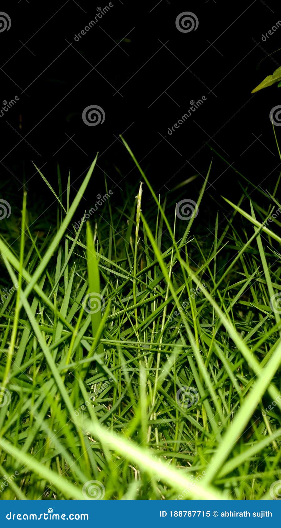 Green Grass during night stock image. Image of green - 188787715
