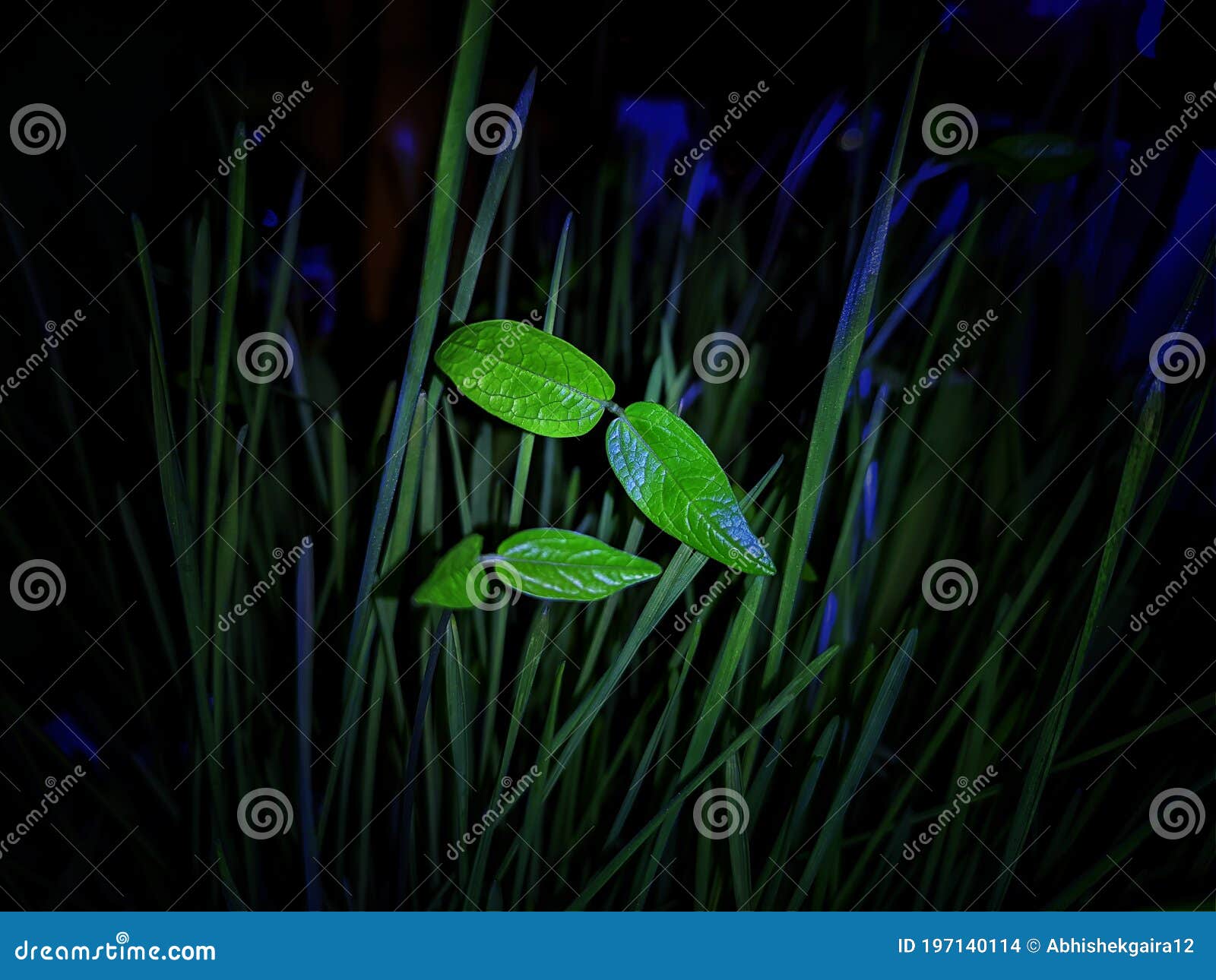 Green grass at night stock photo. Image of light, invertebrate - 197140114