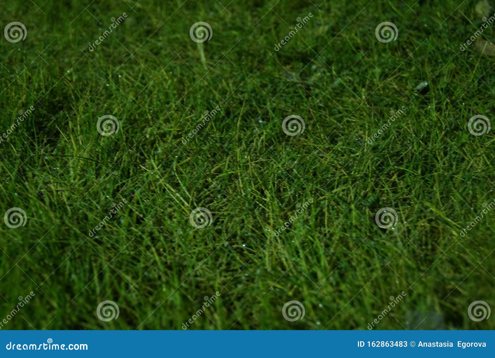 Green Grass at Night for Background Stock Image - Image of green ...