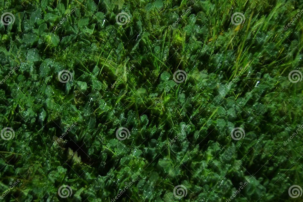 Green Grass at Night for Background Stock Photo - Image of grass, rain ...