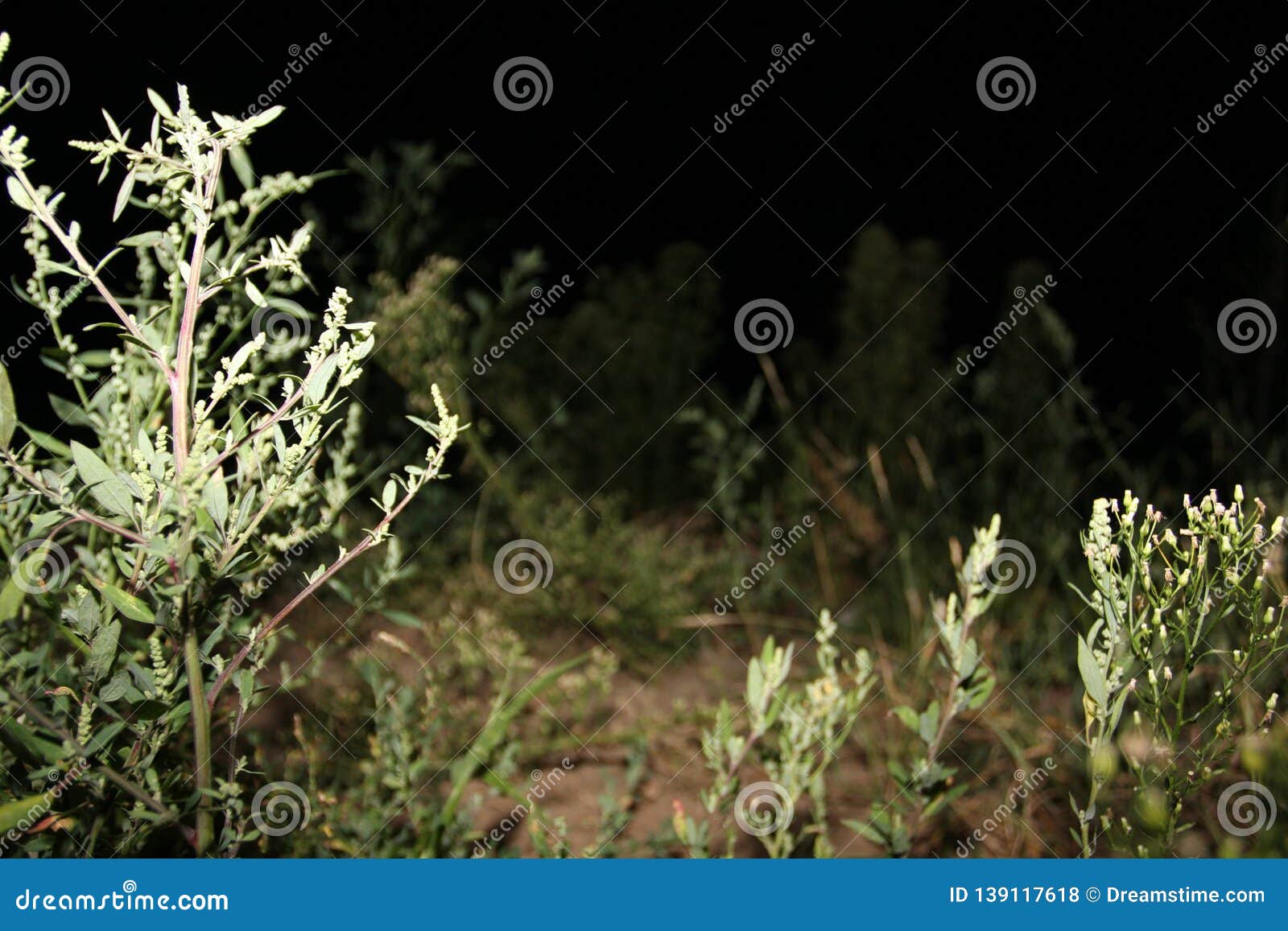 Green grass night stock photo. Image of flora, plant - 139117618