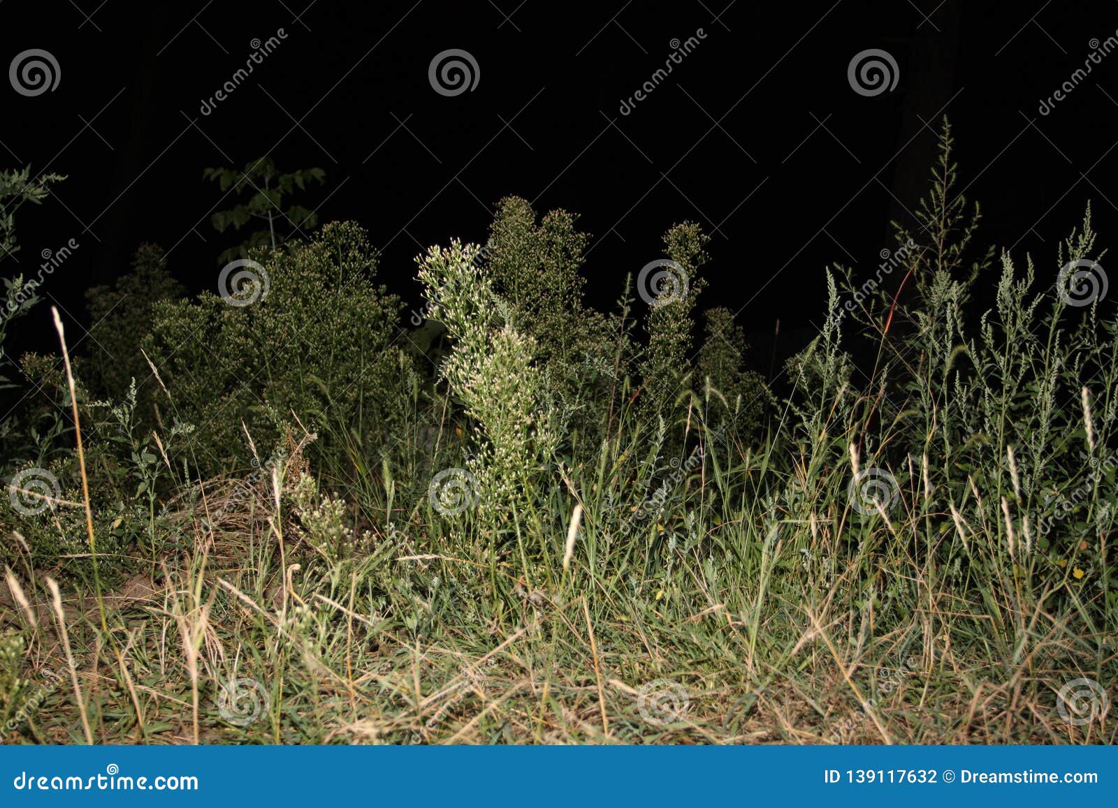 Green grass night stock photo. Image of fresh, meadow - 139117632