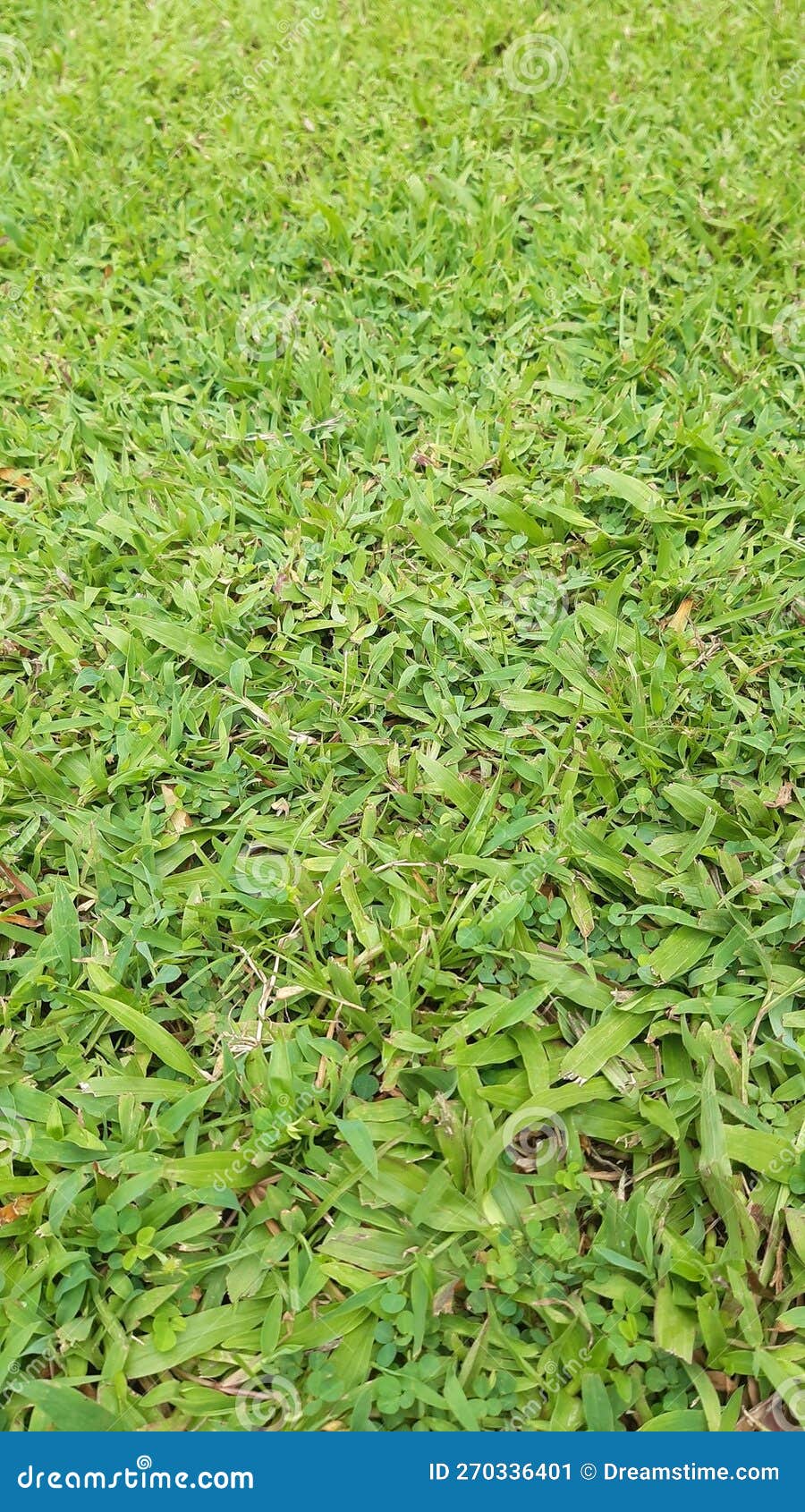Green Grass Object Background Home Colour Natural Stock Image - Image ...