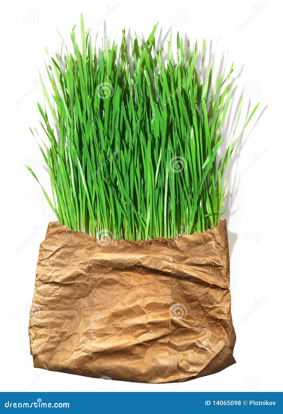 Green Grass in the Old Pack Stock Photo - Image of grass, marketing ...