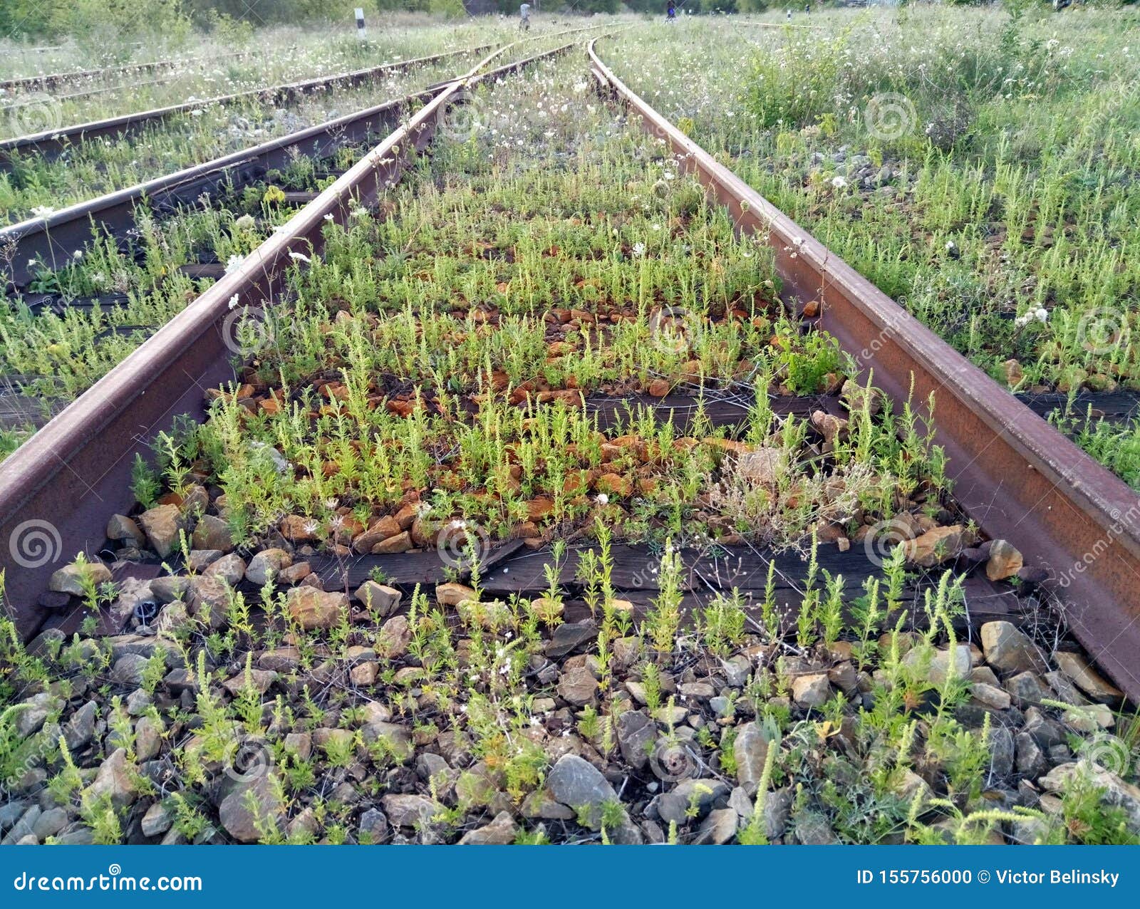 Green Grass between Old Railroad Tracks. Nature, Stock Photo - Image of ...
