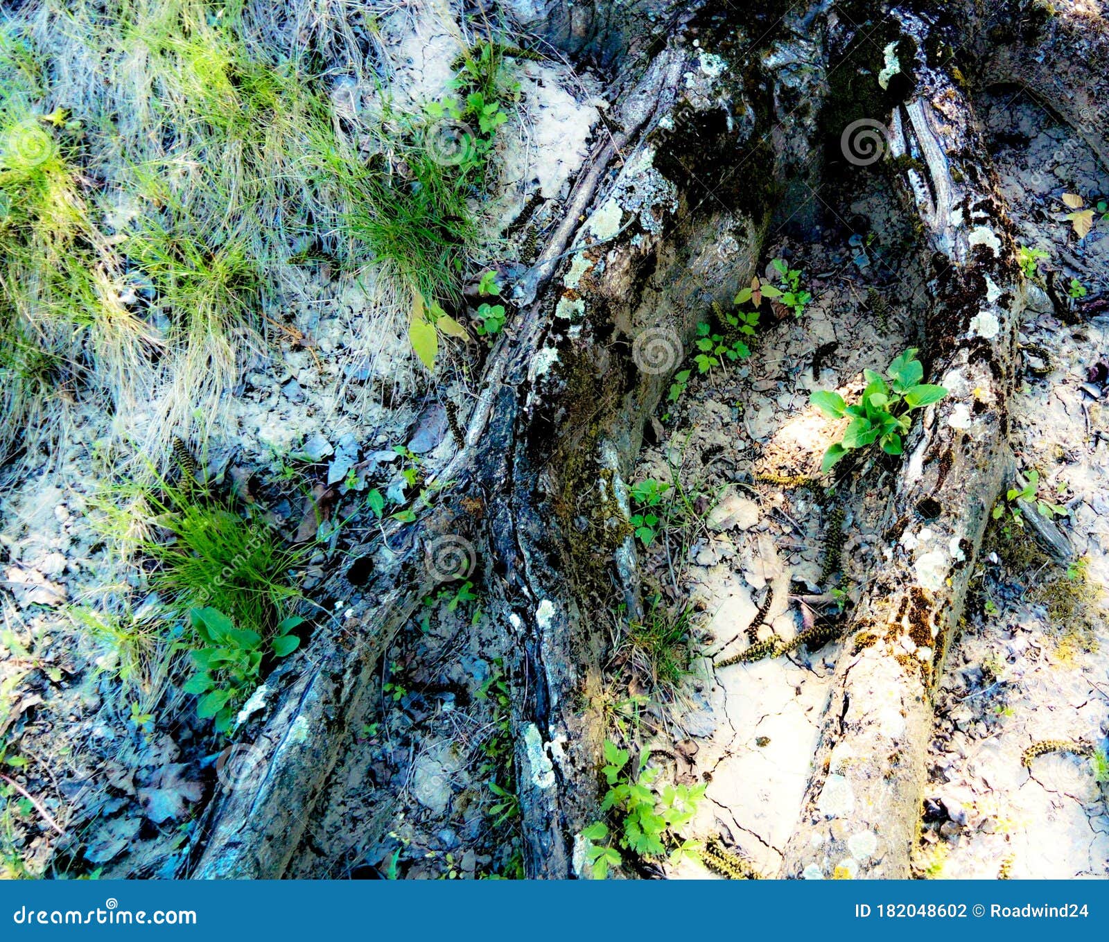 Green Grass and Old Tree Root Stock Photo - Image of root, hills: 182048602