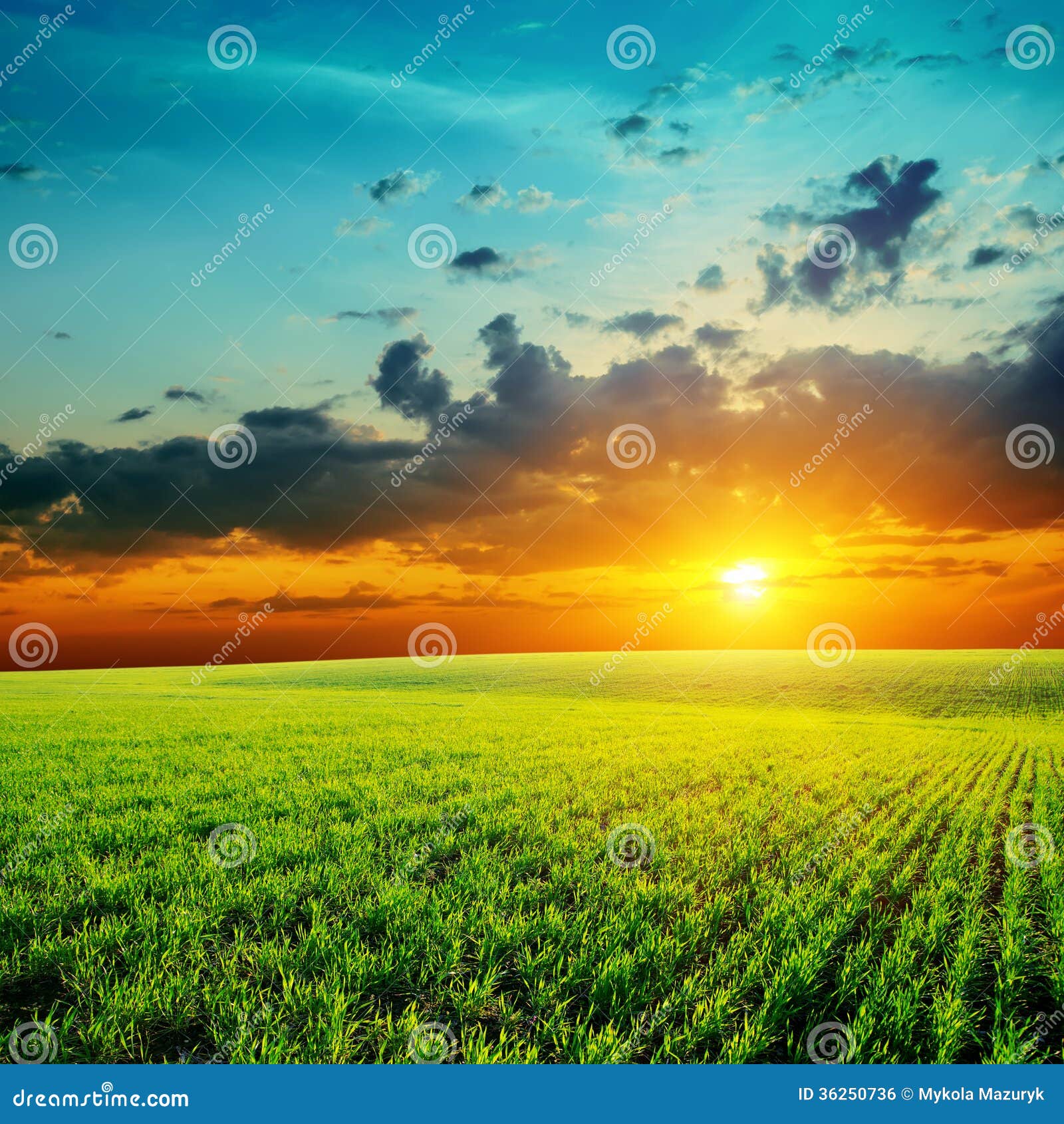 Green Grass and Orange Sunset Stock Photo - Image of light, farmland ...