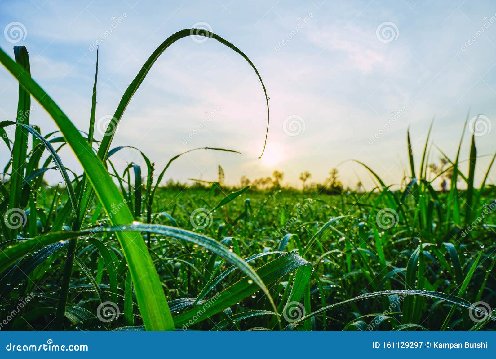 Green Grass and Orange Sunshine in the Morning Stock Image - Image of ...