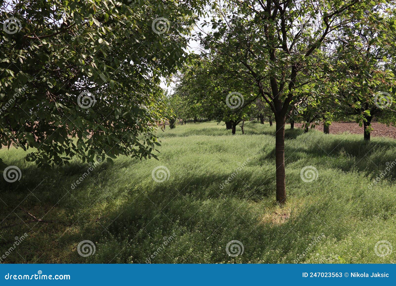 Green Grass in the Orchard Under the Tree Stock Image - Image of shrub ...