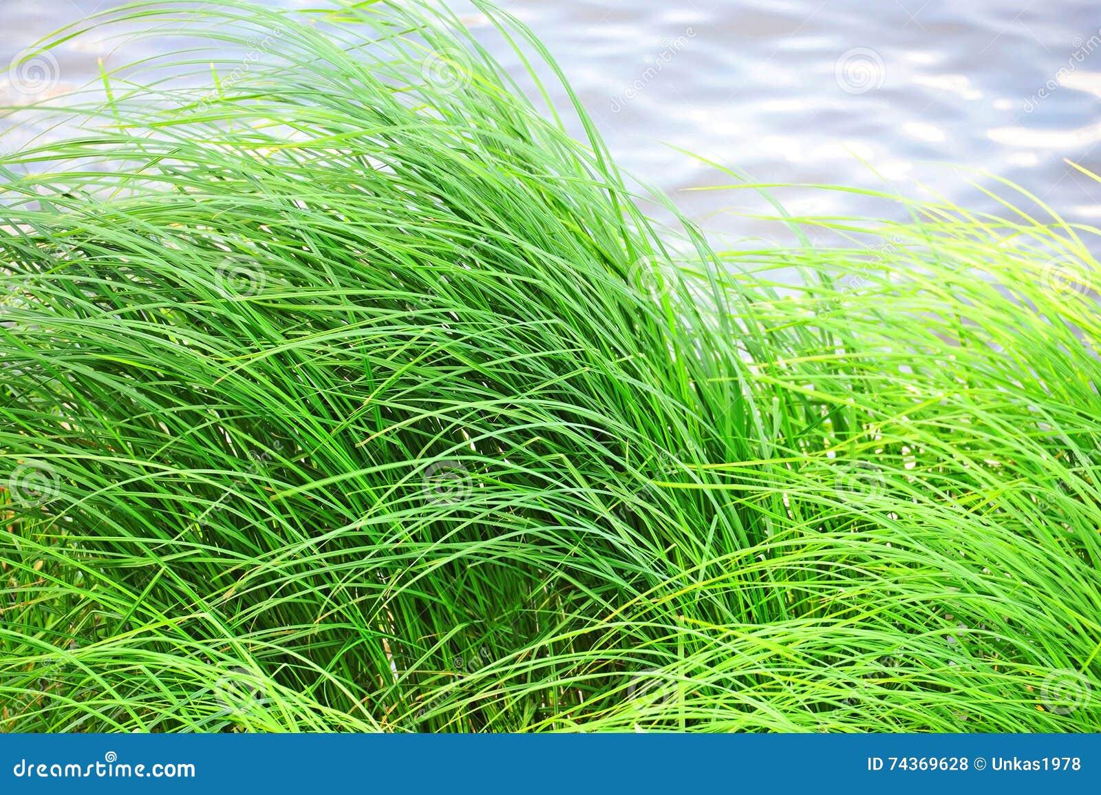 Green grass over water stock photo. Image of greenery - 74369628