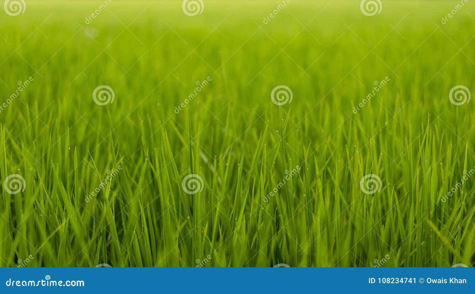 Green Grass of Paddy Fields Stock Image - Image of unique, combination ...