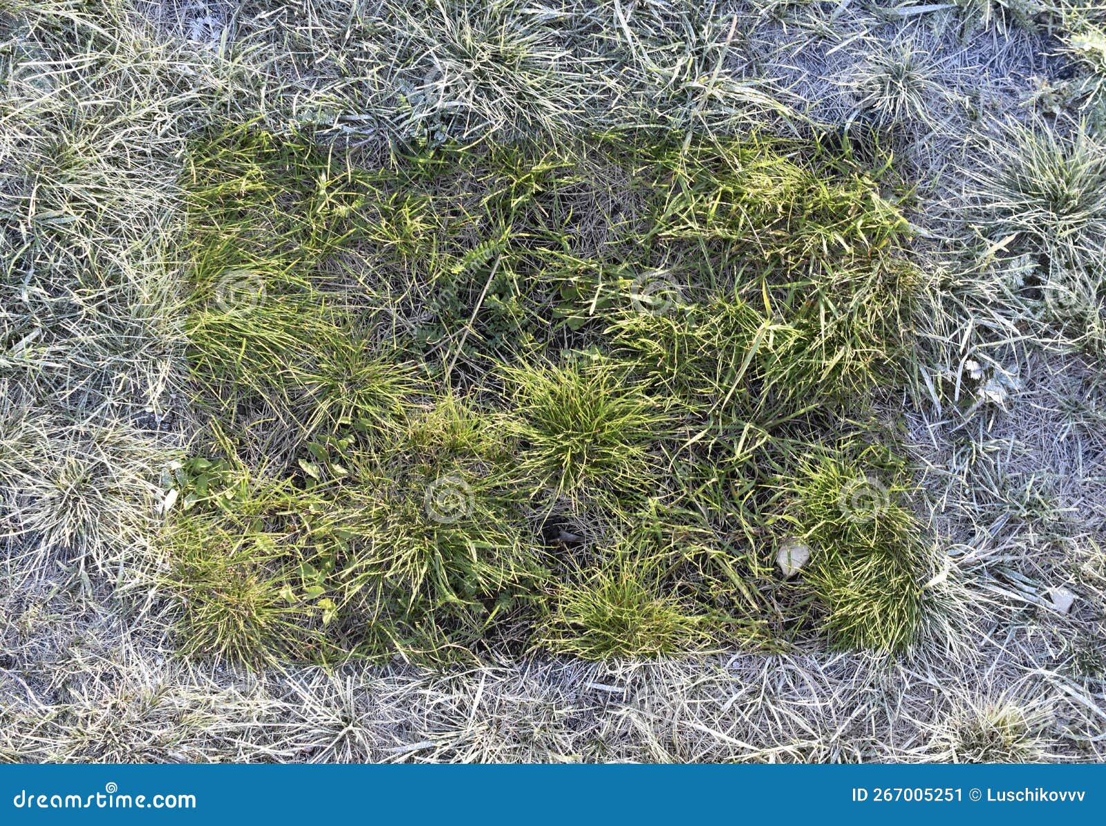 Green Grass and a Painted Square. Green Grass Painted White Stock Image ...