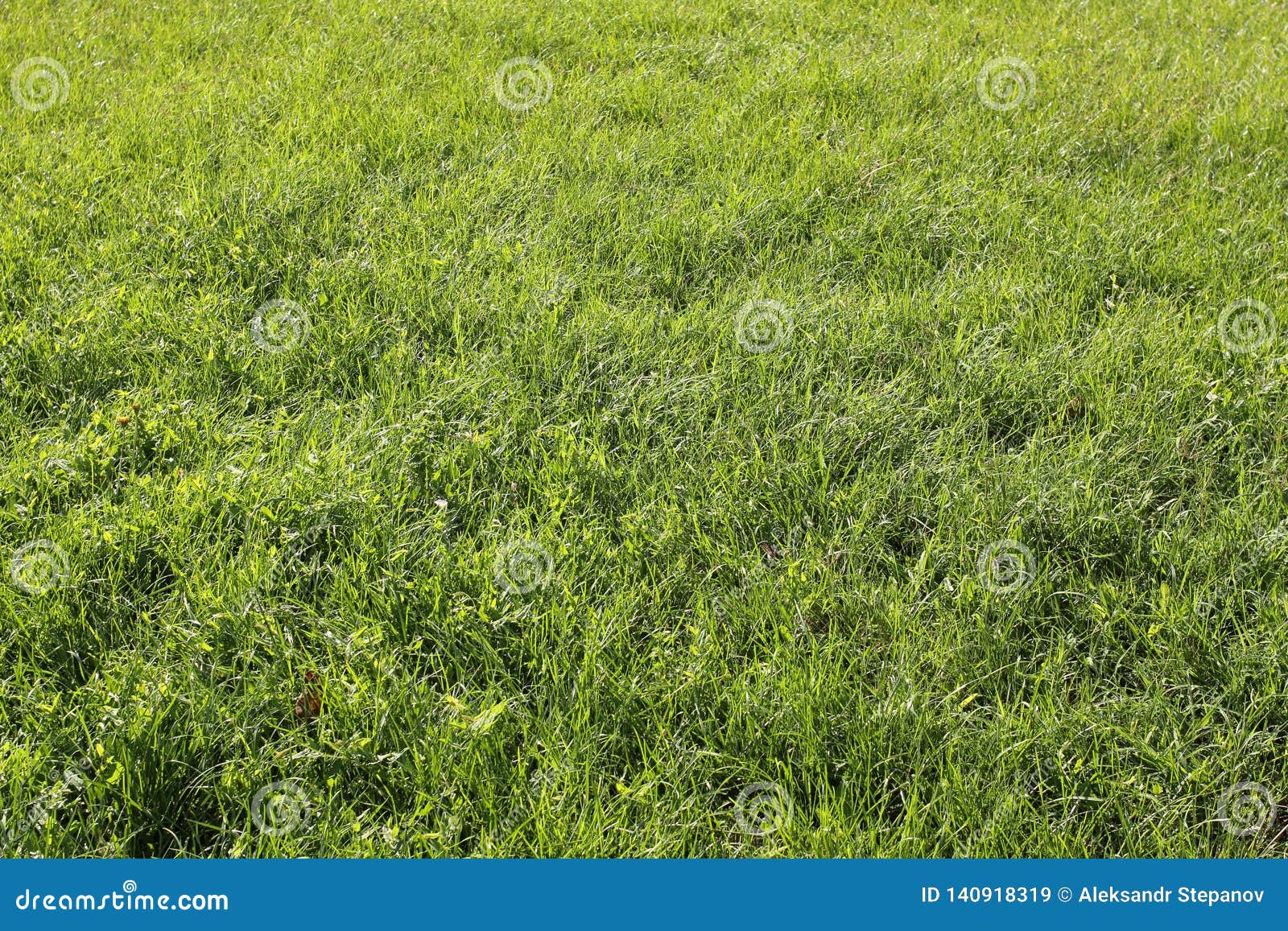 Green Grass in the Park. Background Stock Image - Image of color, fresh ...