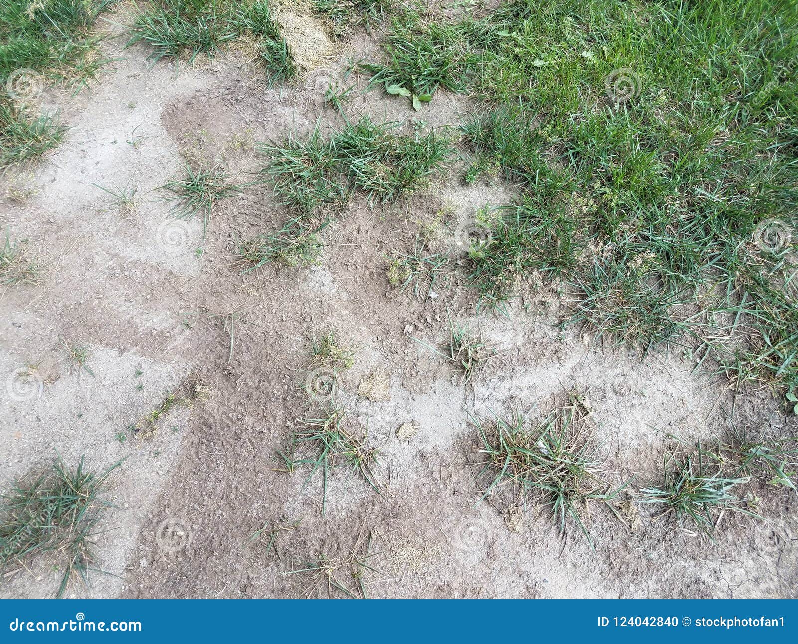 Green Grass with Patch of Dry Dirt Stock Photo - Image of dead, yard ...