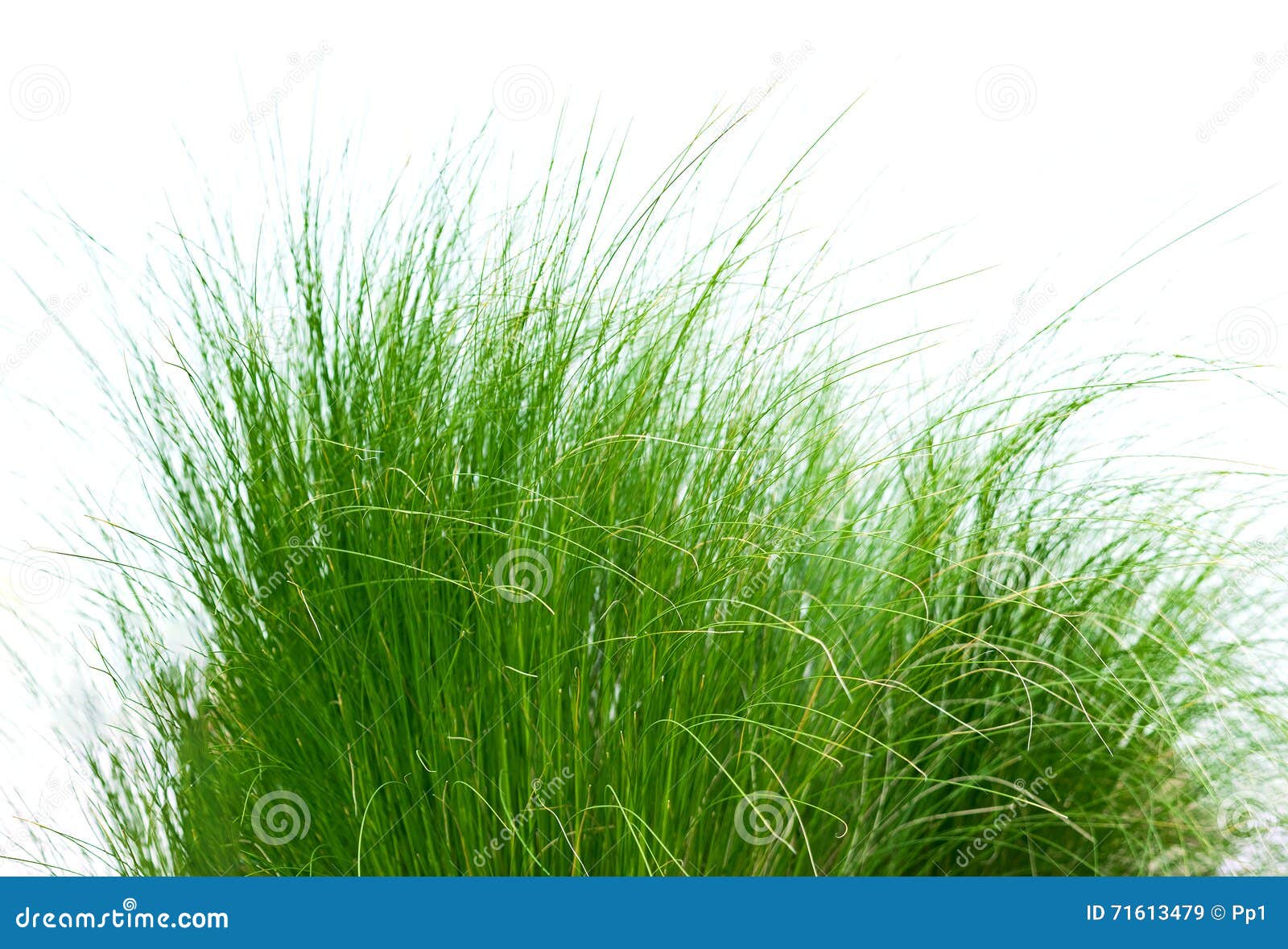 Green Grass Patch Isolated White Stock Image - Image of background ...