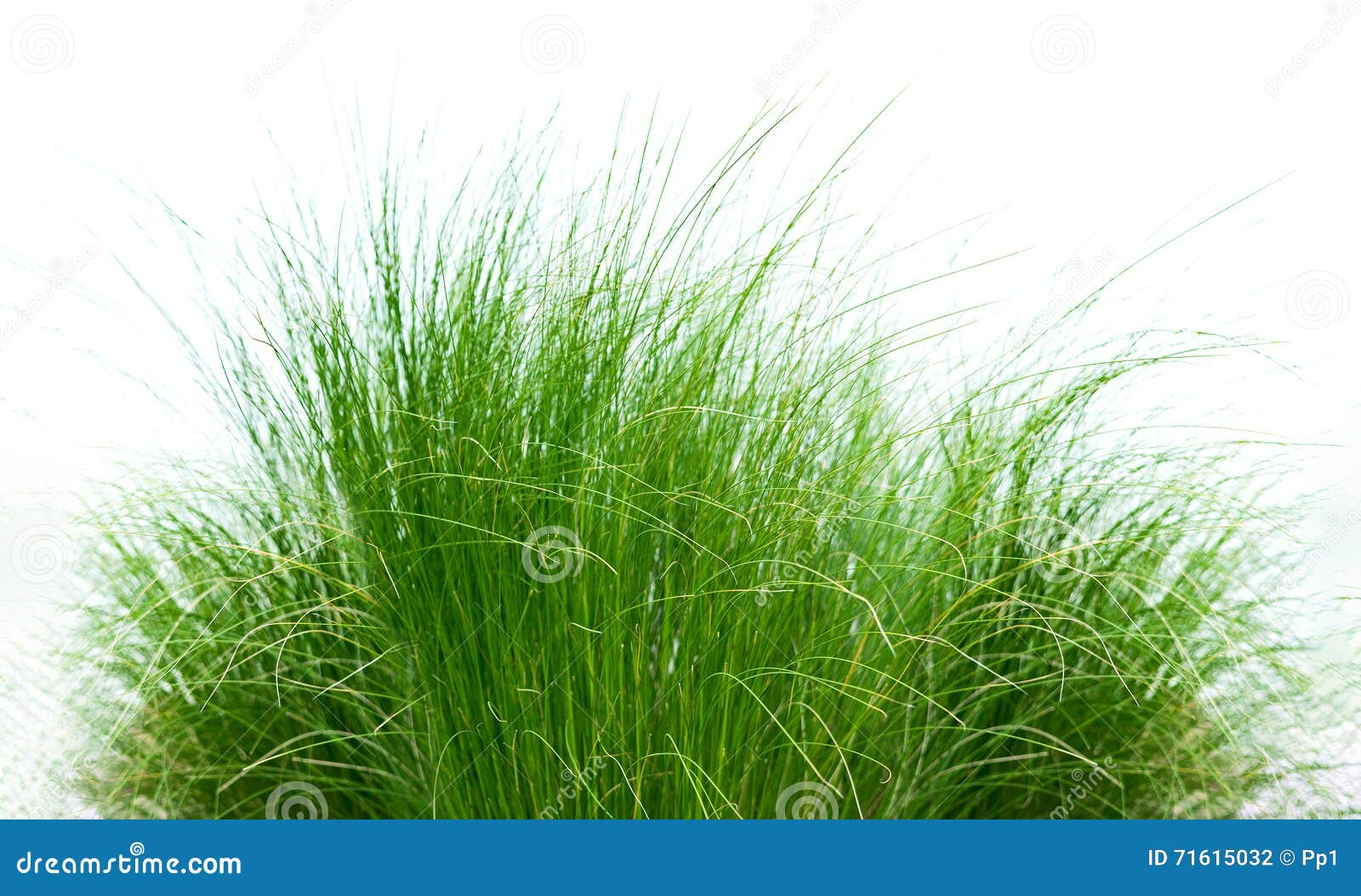 Green Grass Patch Isolated White Stock Photo - Image of patch, healthy ...