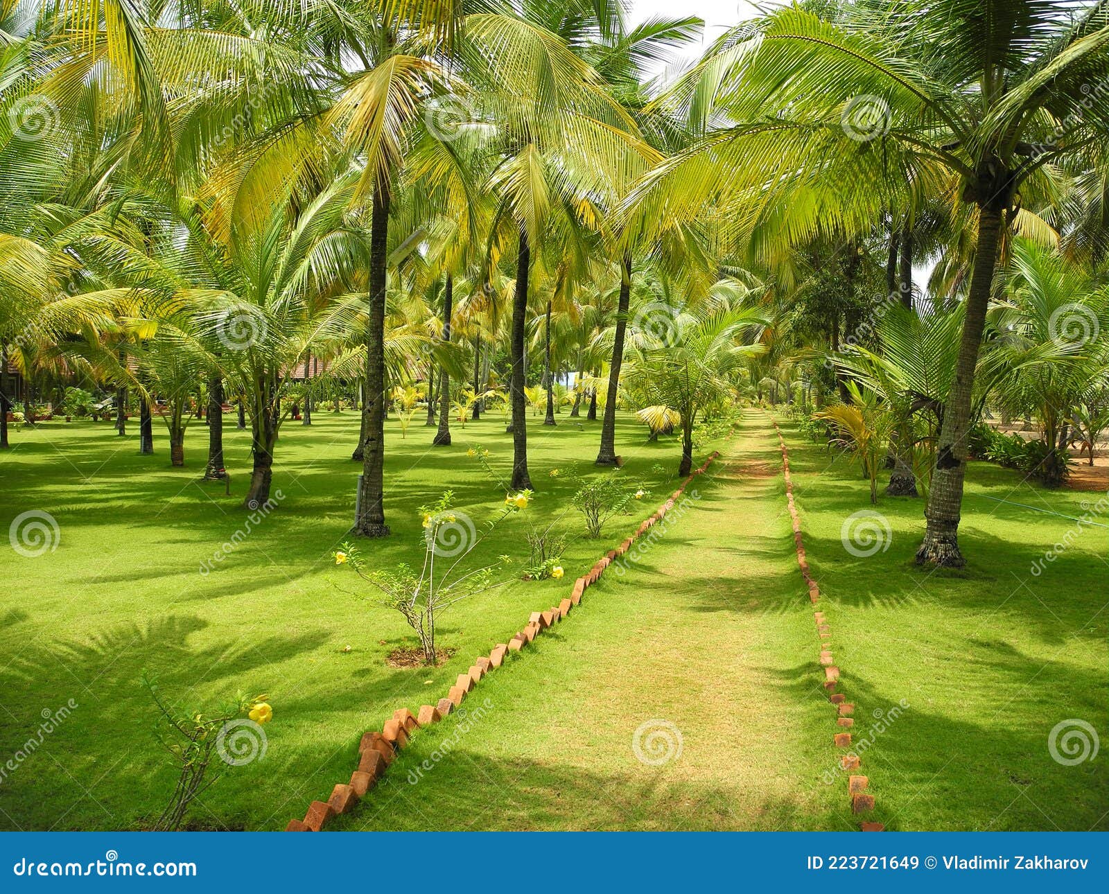 Green Grass Path Against the Backdrop of a Garden of Coconut Trees ...