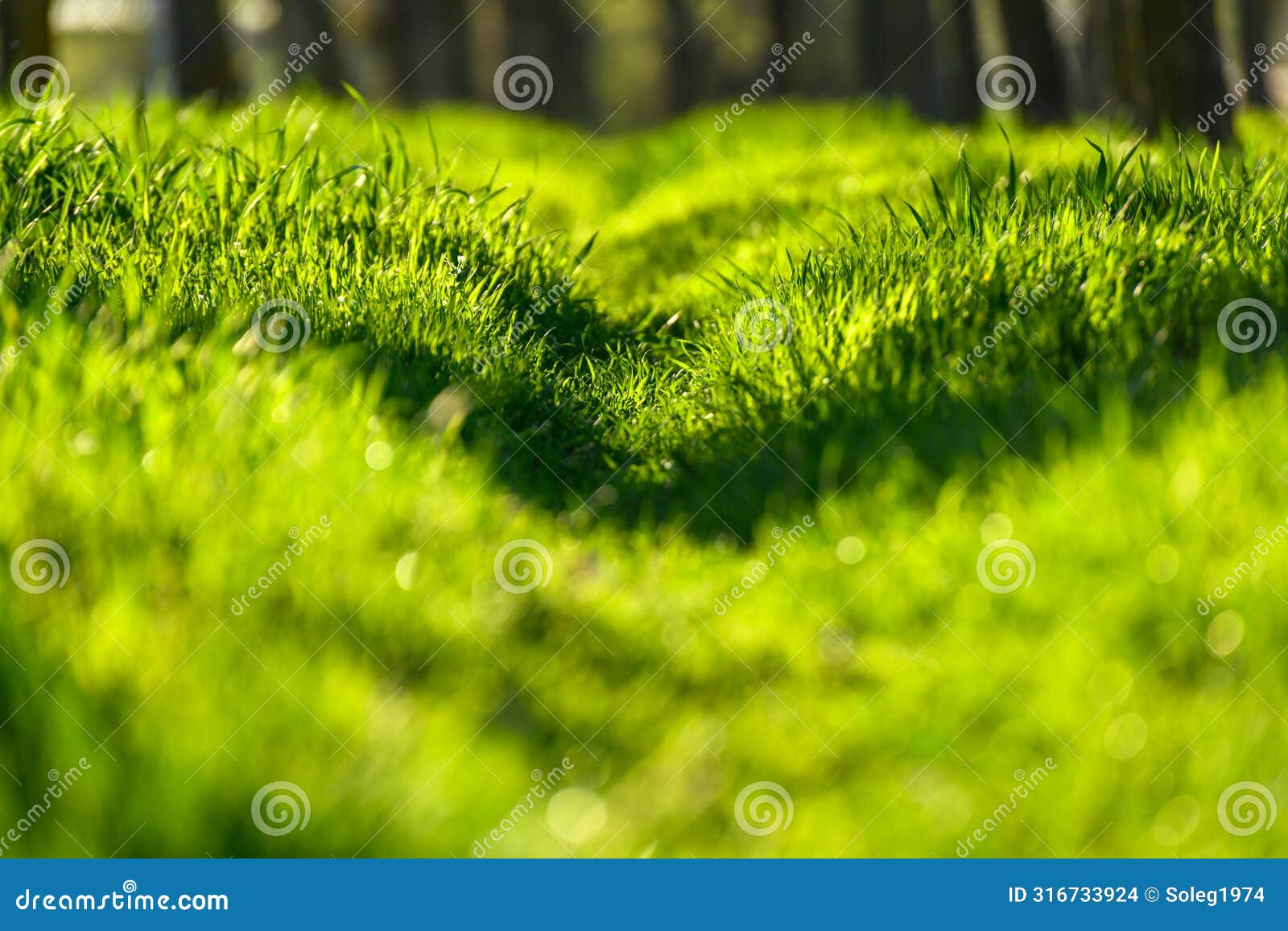 Green Grass and a Path through a Lawn in the Forest, Sunlight, Bright ...