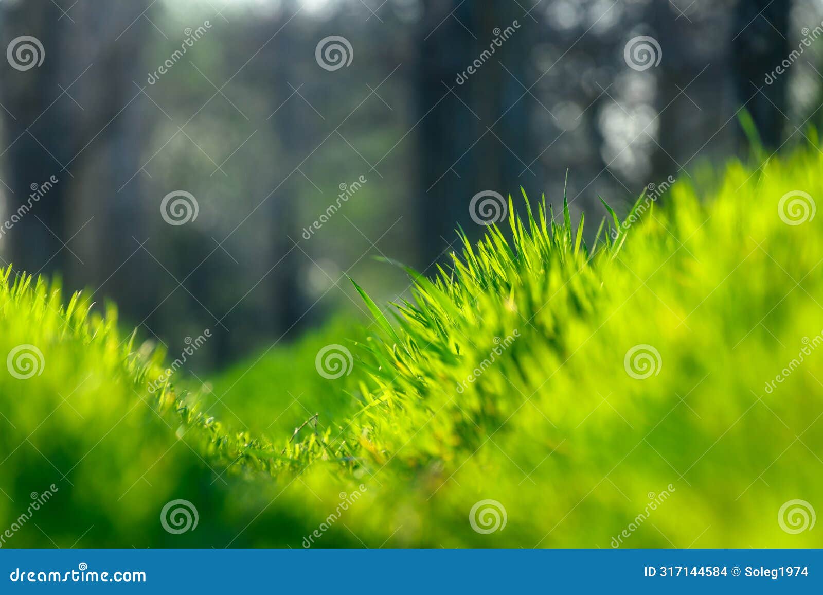 Green Grass and a Path through a Lawn in the Forest, Sunlight, Bright ...