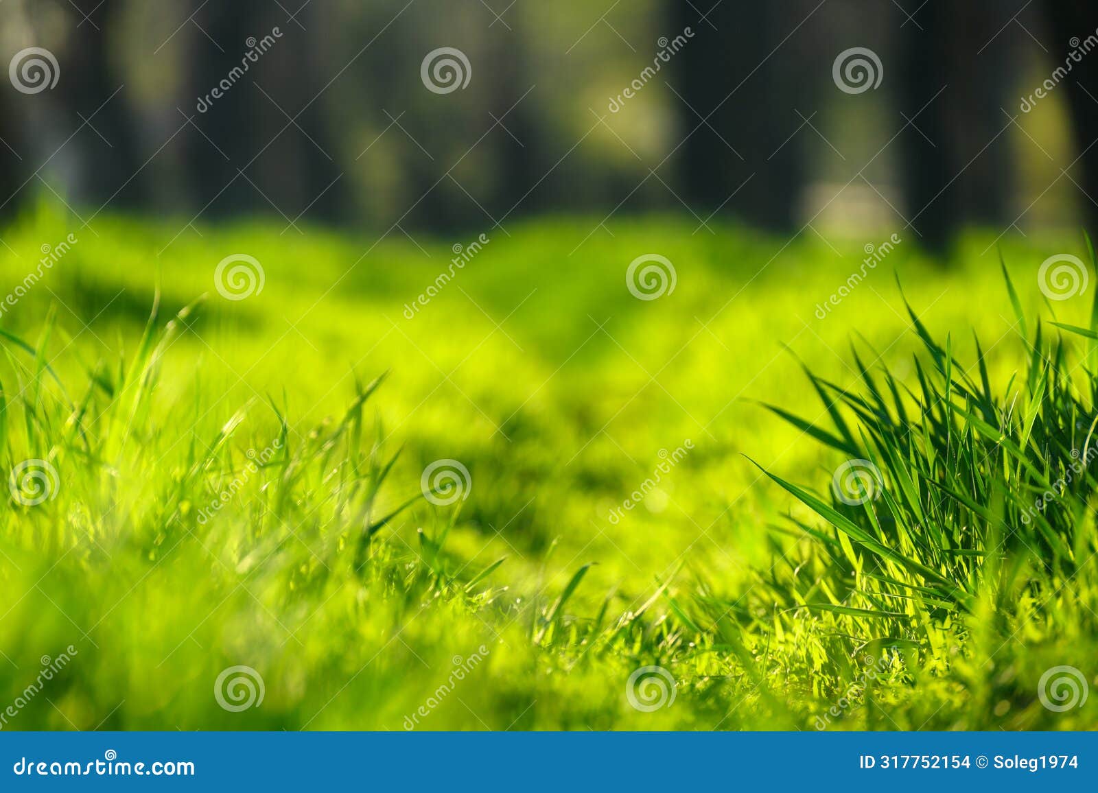 Green Grass and a Path through a Lawn in the Forest, Sunlight, Bright ...