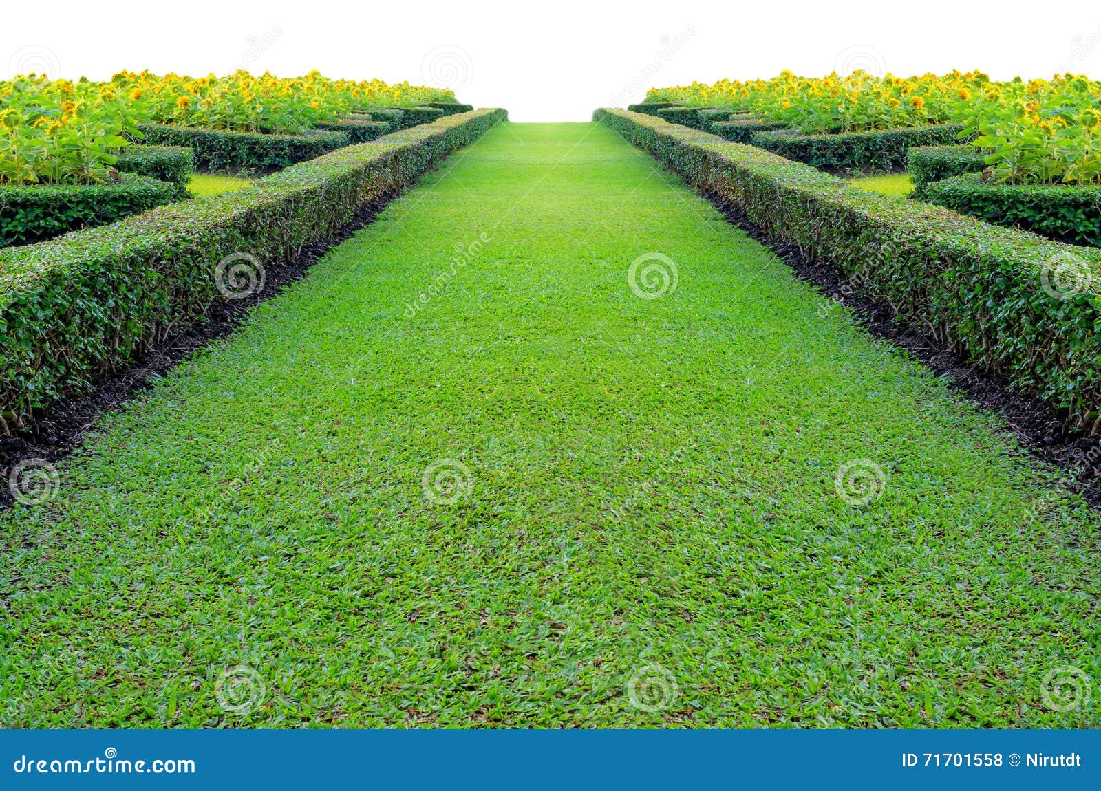 Green grass on a pathway stock photo. Image of color - 71701558