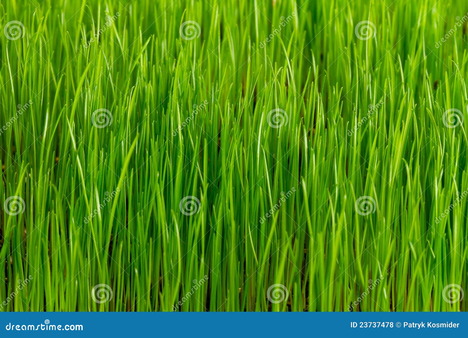Green grass pattern stock photo. Image of ecology, cultivated - 23737478