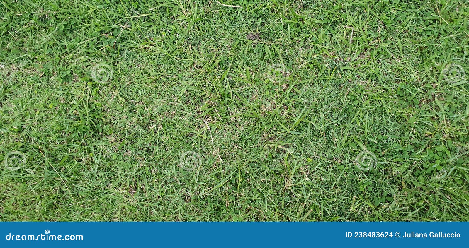 Green grass pattern stock photo. Image of herb, soil - 238483624