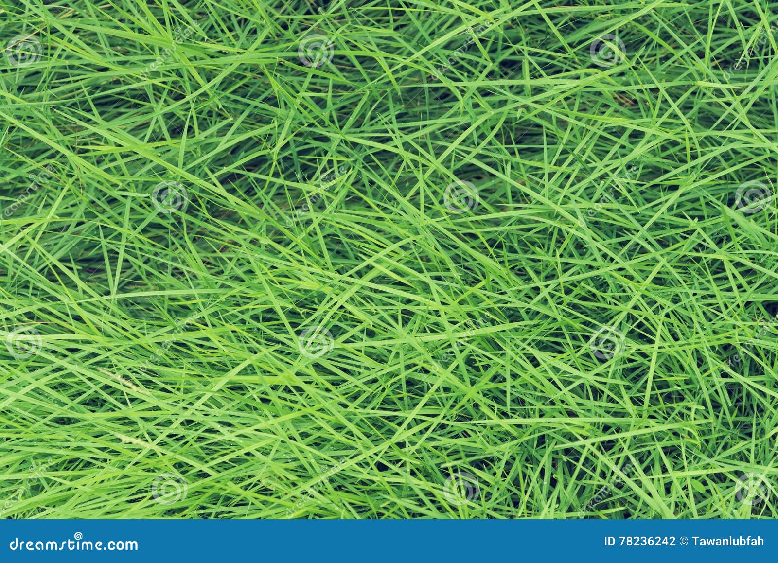 Green Grass Pattern, Abstract Texture Background. Fresh Nature. Stock ...