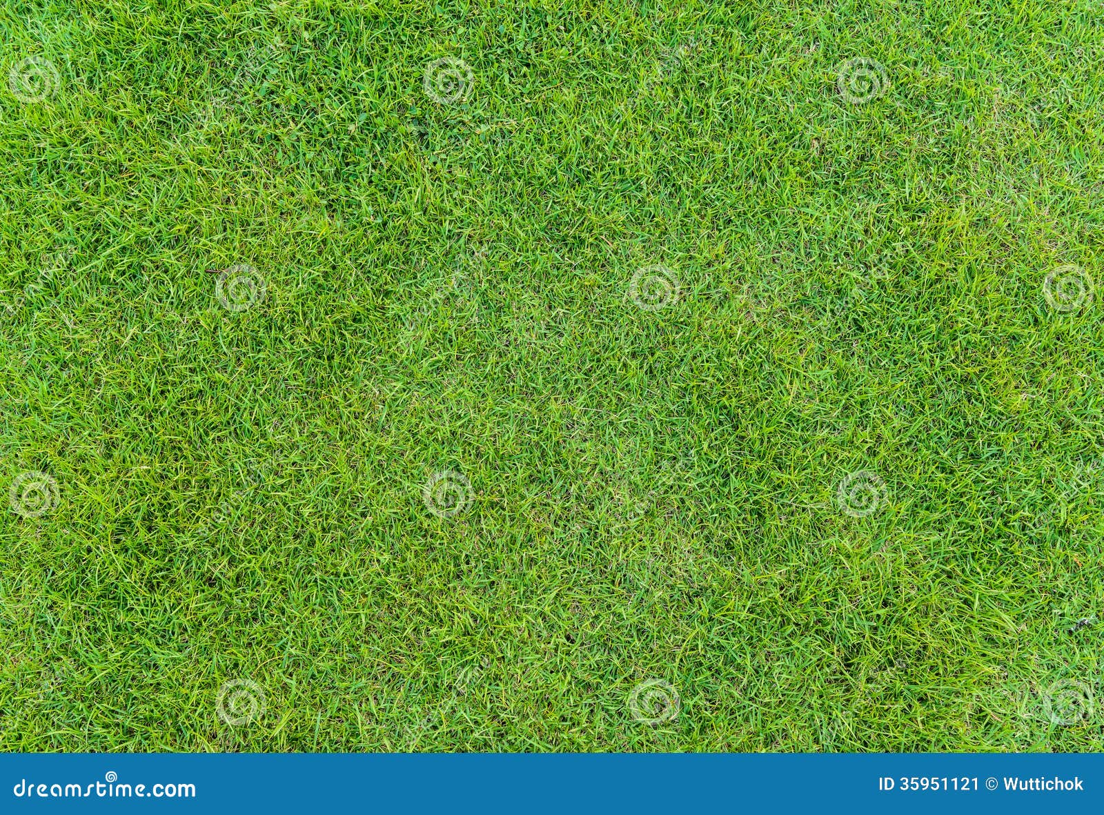 Green Grass Pattern from Golf Course at Sunset Tim Stock Image - Image ...