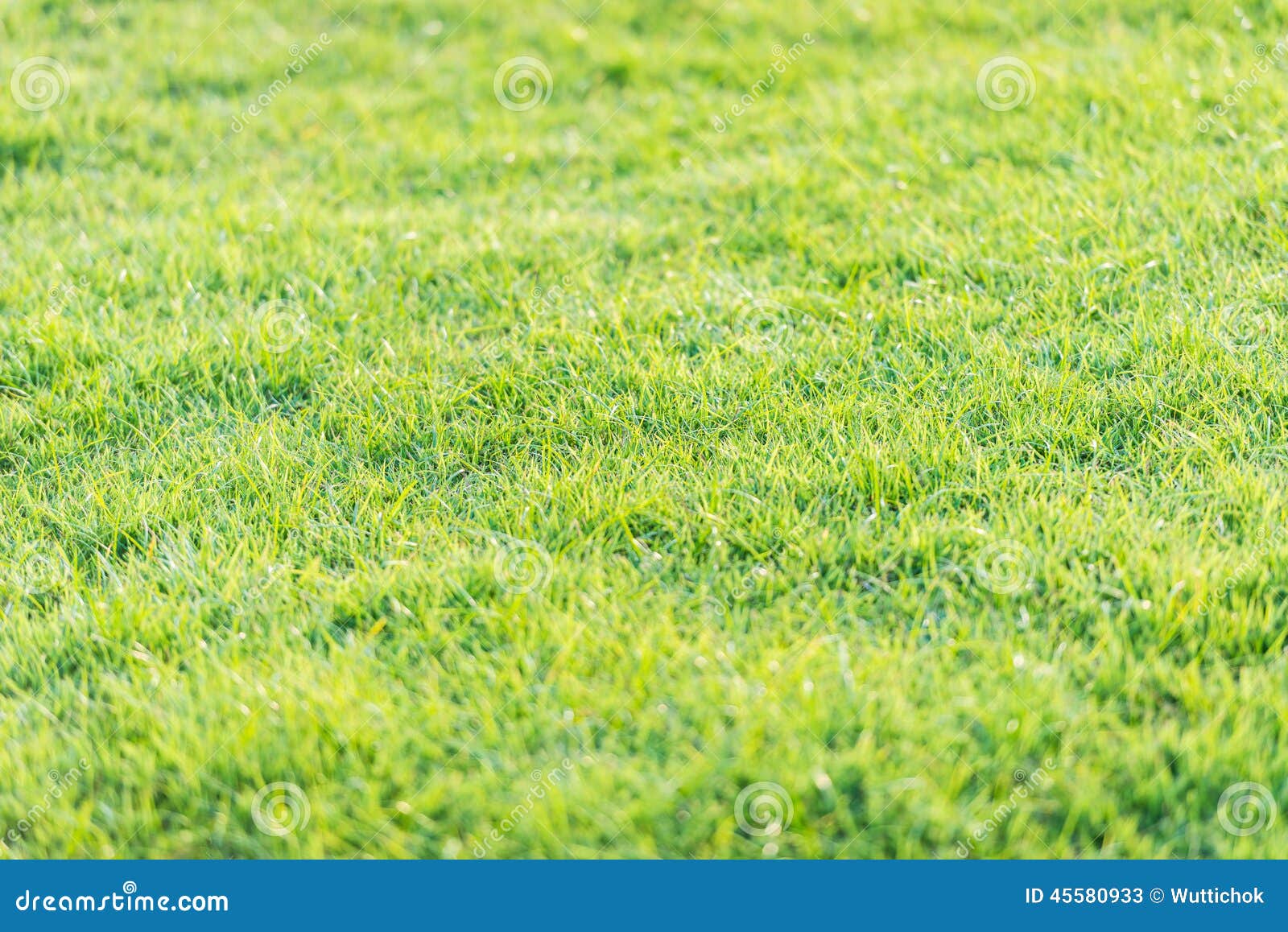 Green Grass Pattern from Golf Course at Sunset Tim Stock Image - Image ...