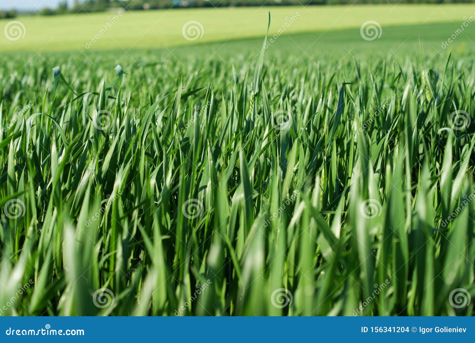 Green Grass Pattern and Texture for Background Stock Photo - Image of ...