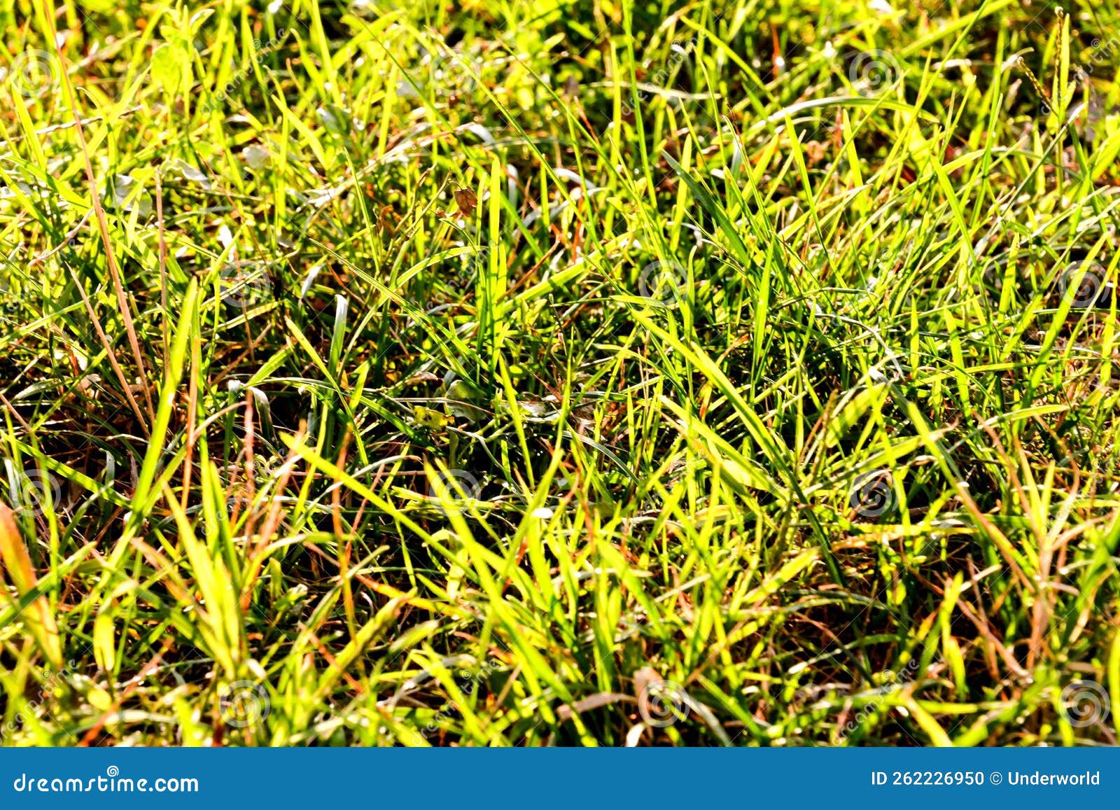 Green Grass Pattern Texture Stock Photo - Image of natural, closeup ...