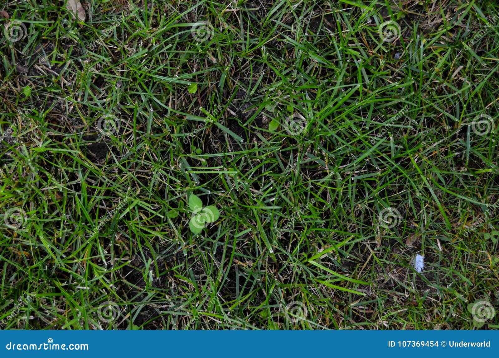 Green Grass Pattern Texture Stock Photo - Image of natural, meadow ...