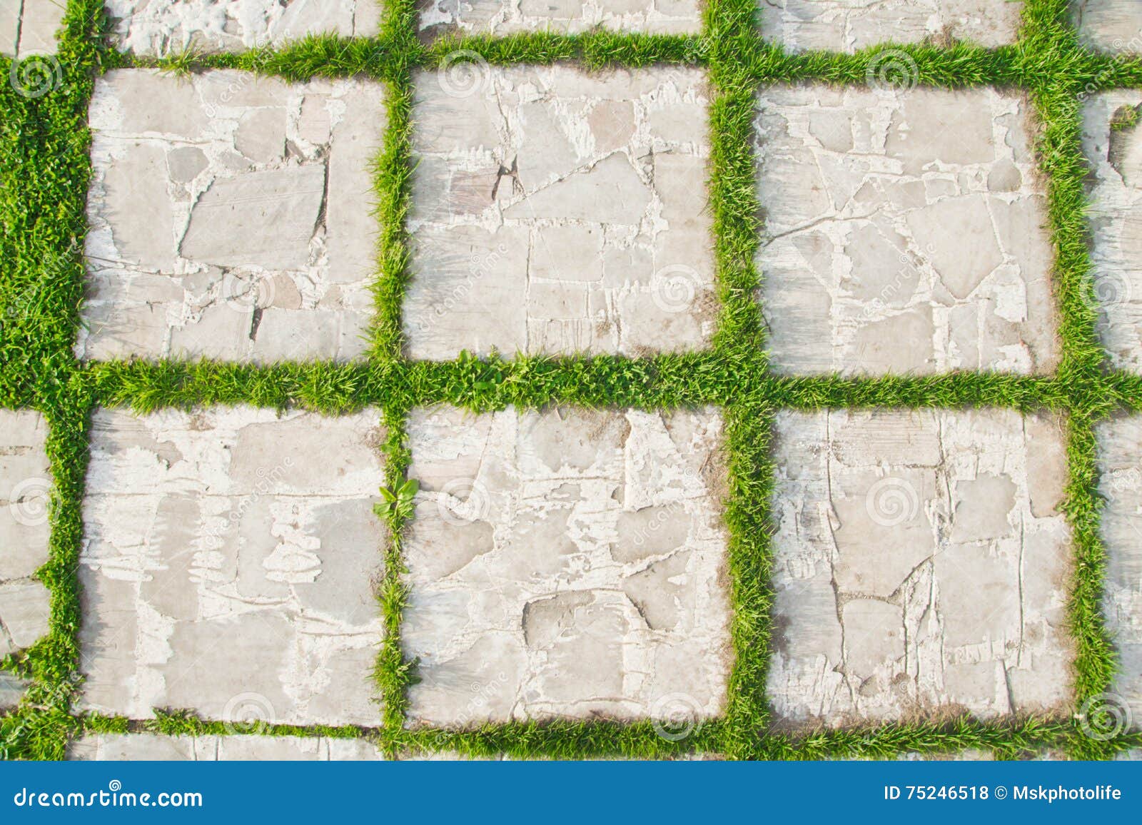 Green Grass on Pavement Slab Stock Photo - Image of park, leaf: 75246518