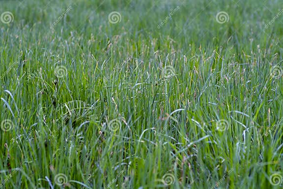 Green Grass in Perspective Background Stock Image - Image of grassy ...