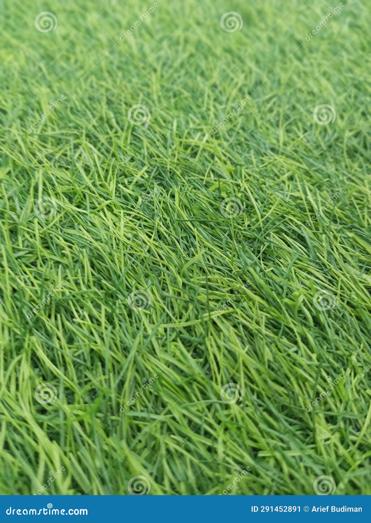 Green grass stock image. Image of leaf, angle, field - 291452891