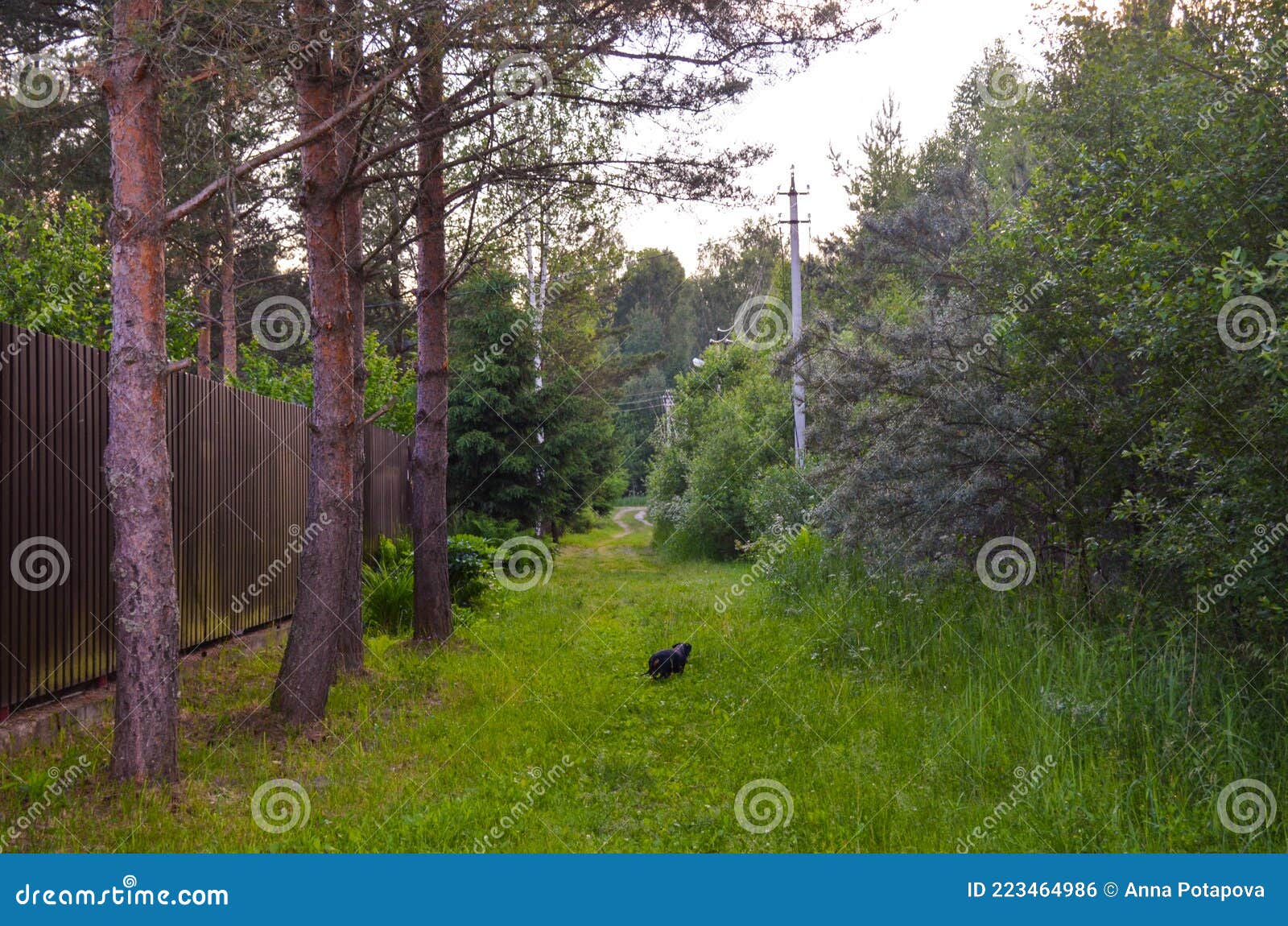 Green Grass and Pine Trees on the Way To the Forest Stock Photo - Image ...