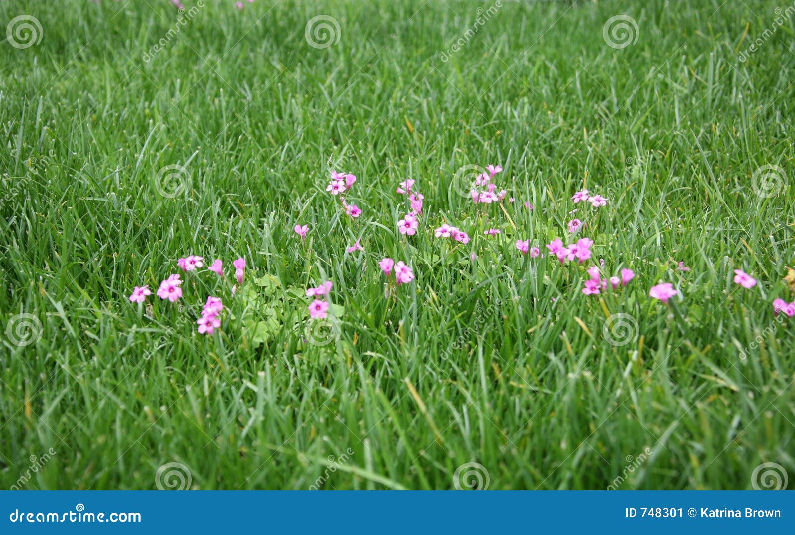 Green Grass With Pink Flowers Stock Image - Image: 748301