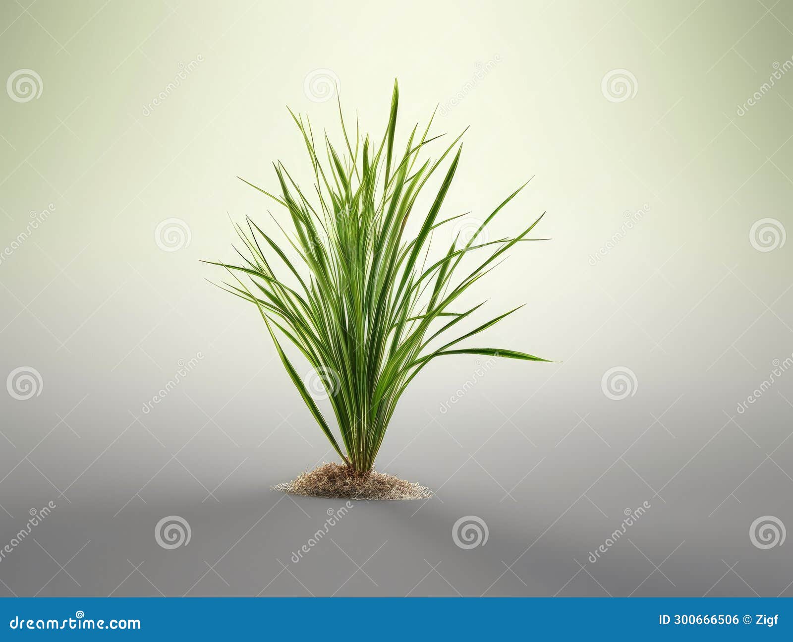 Green Grass Plant on Grey Background Stock Illustration - Illustration ...