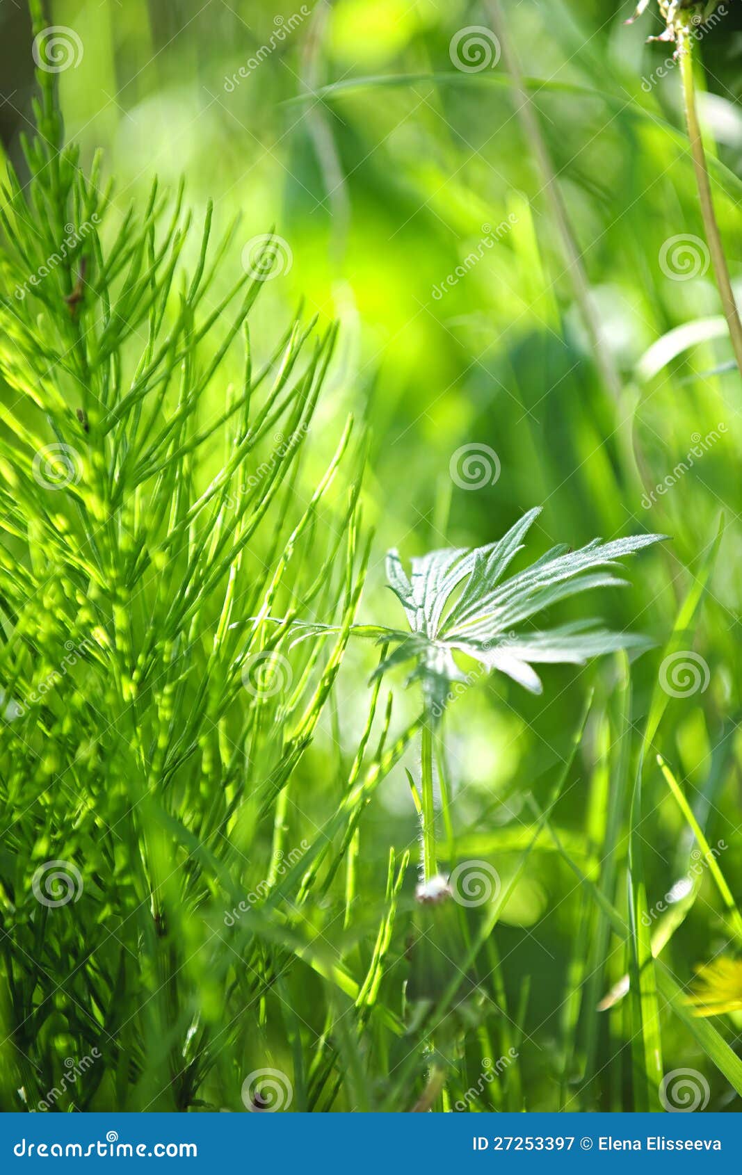 Green grass and plants stock image. Image of botanical - 27253397