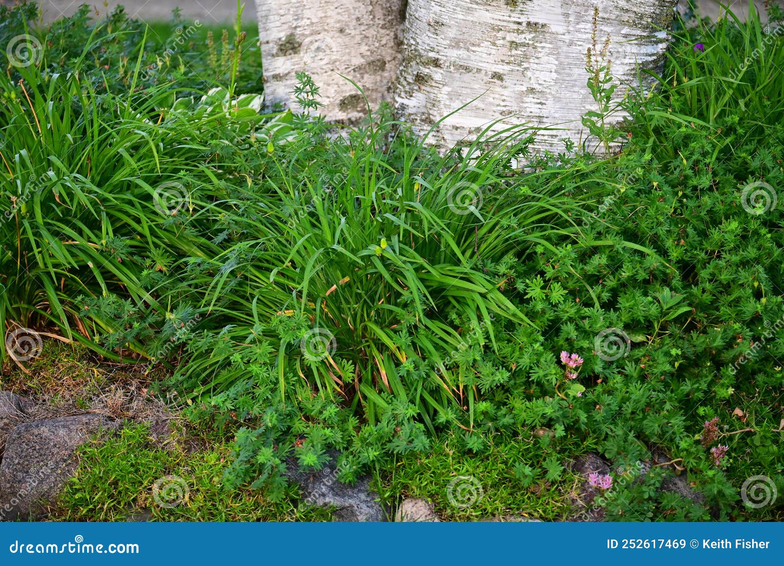 Green Grass and Plants at the Bottom of a Tree Stock Image - Image of ...