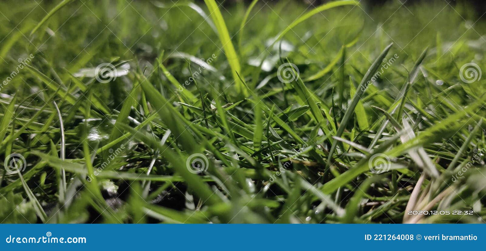 Green grass plants fields stock photo. Image of fields - 221264008