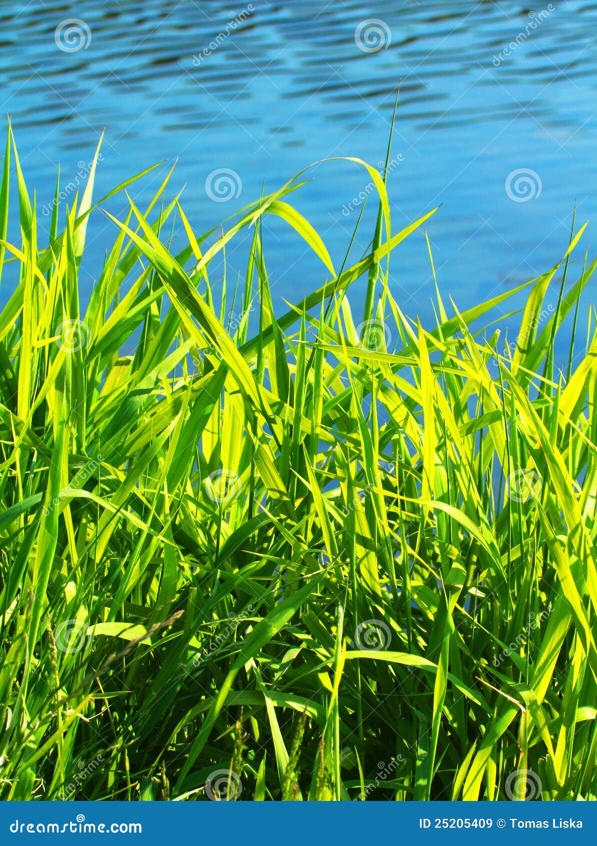 Green grass with pond stock image. Image of pattern, backdrop - 25205409