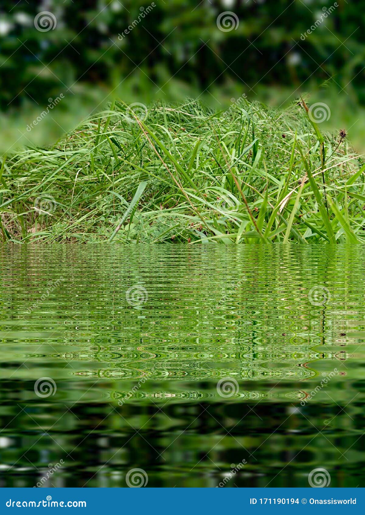 Green Grass Pond Abstract Creative Background Stock Photo - Image of ...