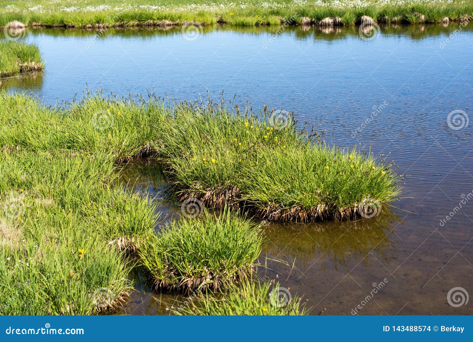 Green grass by the pond stock photo. Image of natural - 143488574