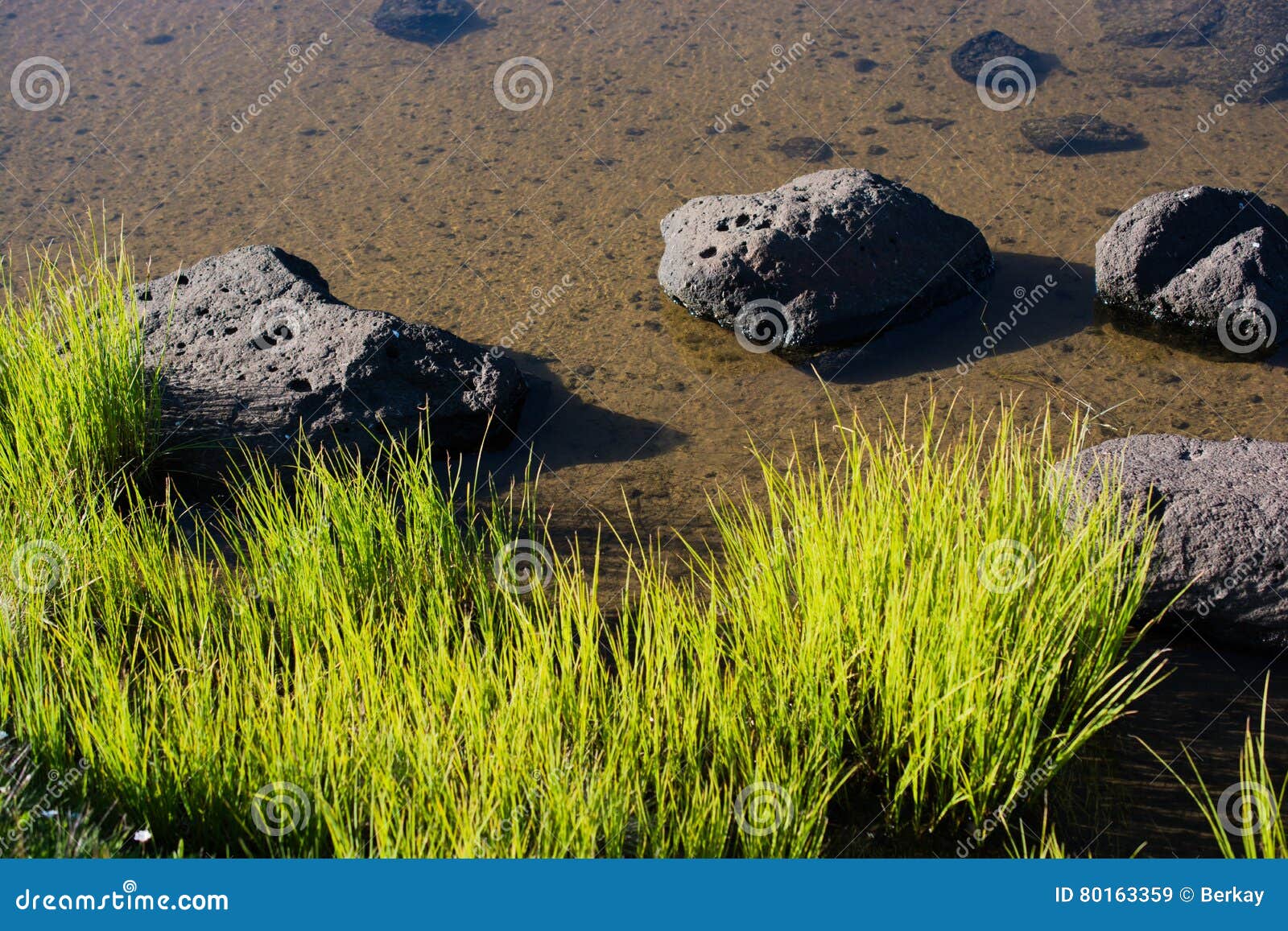 Green grass by the pond stock image. Image of grass, water - 80163359