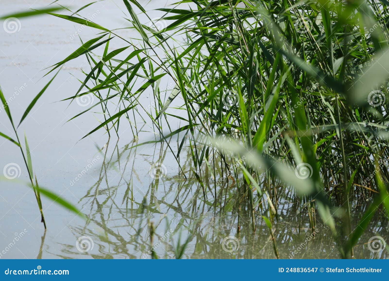 Green grass in the pond stock image. Image of summer - 248836547
